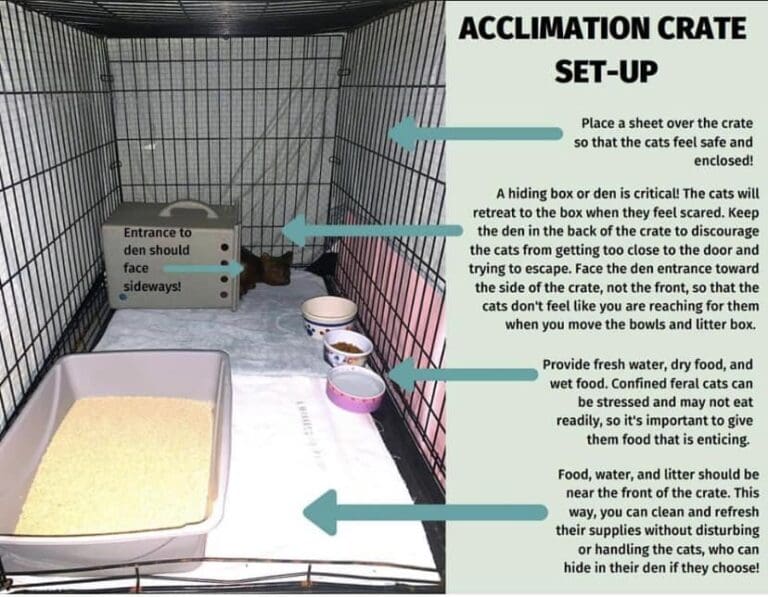 Barn Cats - Forever Love Rescue Inc - Gettysburg, PA, 17325 - (717) 900 ...